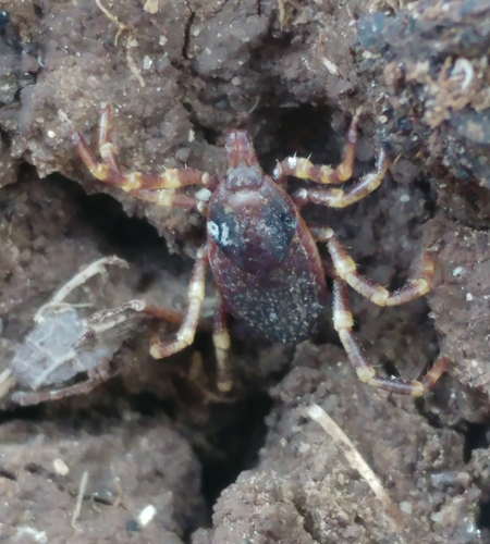 Hyalomma anatolicum · iNaturalist Hyalomma anatolicum · iNaturalist