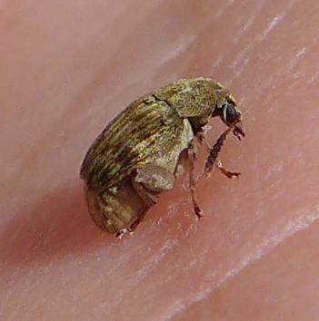 Acanthoscelides obtectus (Say, 1831)