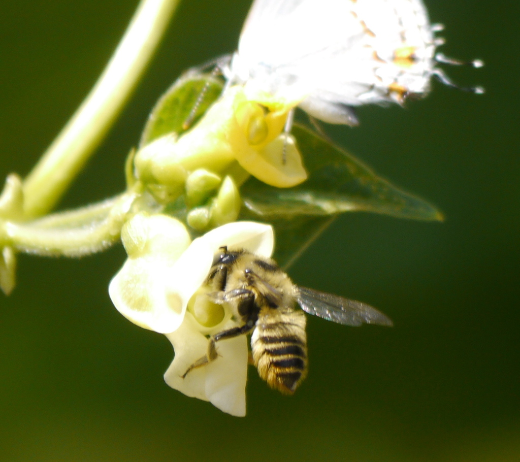 Western Leafcutter Bee from Blossom Valley, Mountain View, California ...