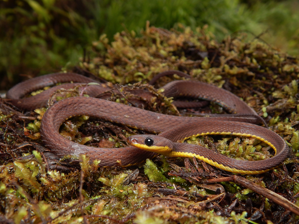 Nicéforo María's Shadow Snake in November 2020 by Khristian Venegas ...