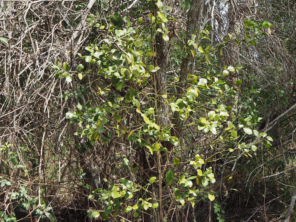 Broad Leaved Native Cherry from Hervey Bay QLD 4655, Australia on ...