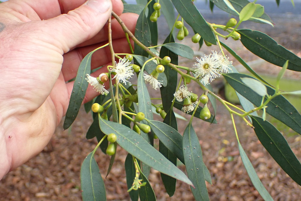 Cider Gum (Eucalyptus gunnii) - Botanical Realm