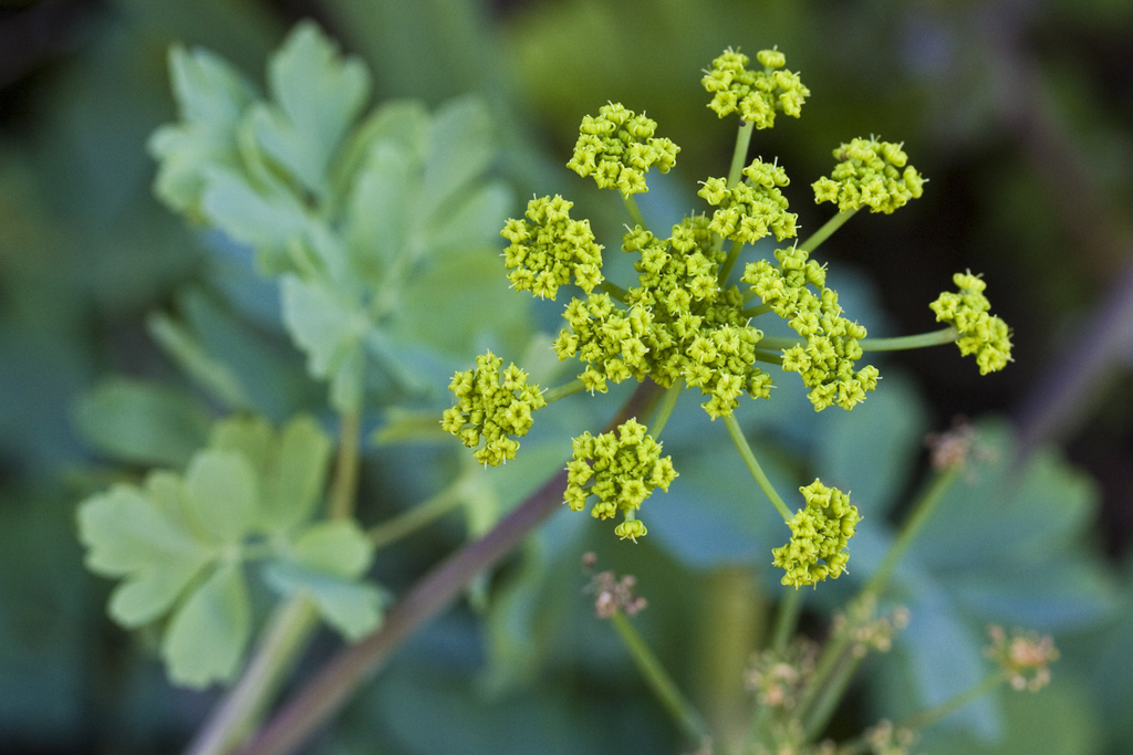 California lomatium (Grassroots Ecology LGBTQ Wildflower Walk ...