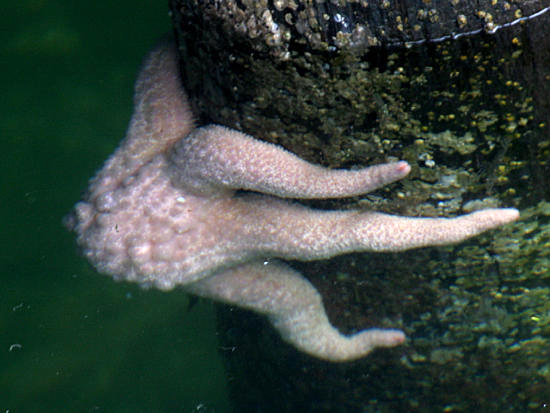 Giant Pink Sea Star from Waterfall, AK 99922, USA on June 3, 2005 at 10 ...