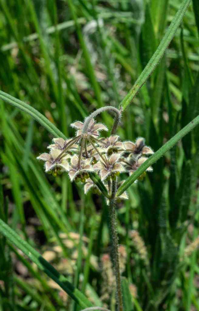 Asclepias concinna from Impendle, South Africa on November 15, 2020 at ...