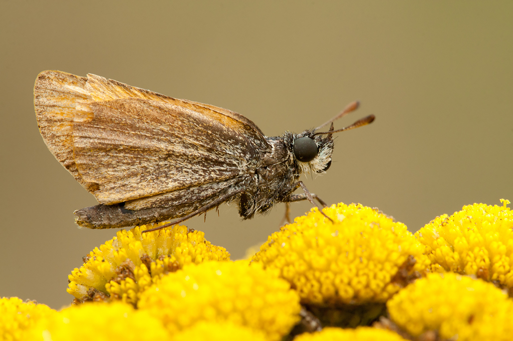 Essex Skipper from Борский р-н, Нижегородская обл., Россия on August 22 ...