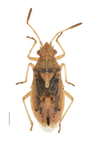 Genus Limacocarenus · iNaturalist