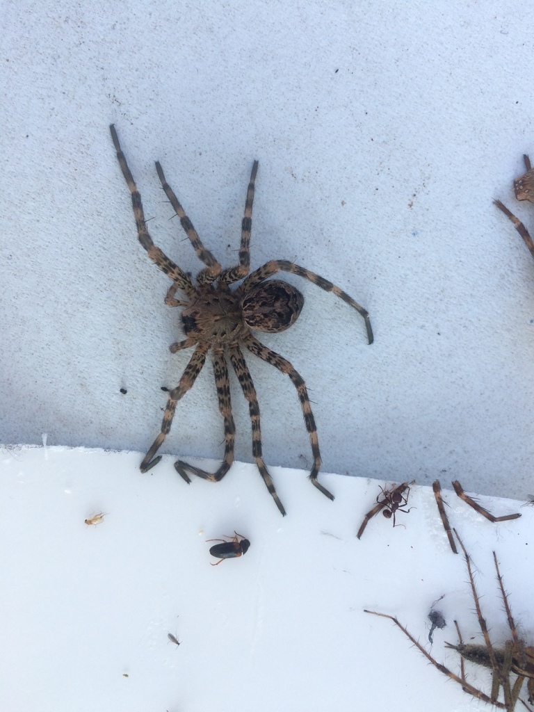 Wolf Spiders and Allies from 3375 Cold Springs Rd, Huntingdon, PA, US ...