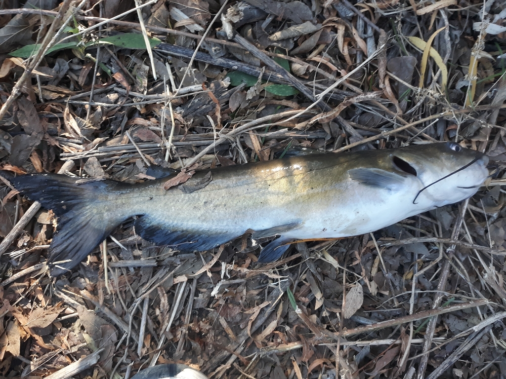 Channel Catfish from Saginaw, TX 76179, USA on November 19, 2020 at 03: ...