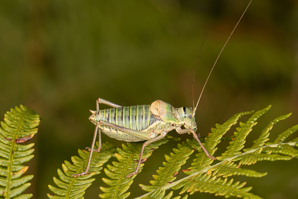 Western Saddle Bush-cricket in September 2020 by Dieter Thommen ...