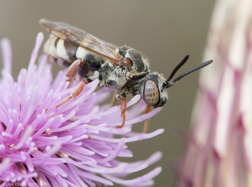 Compact Cellophane-Cuckoo (Flora and Fauna of Hemet and San Jacinto ...