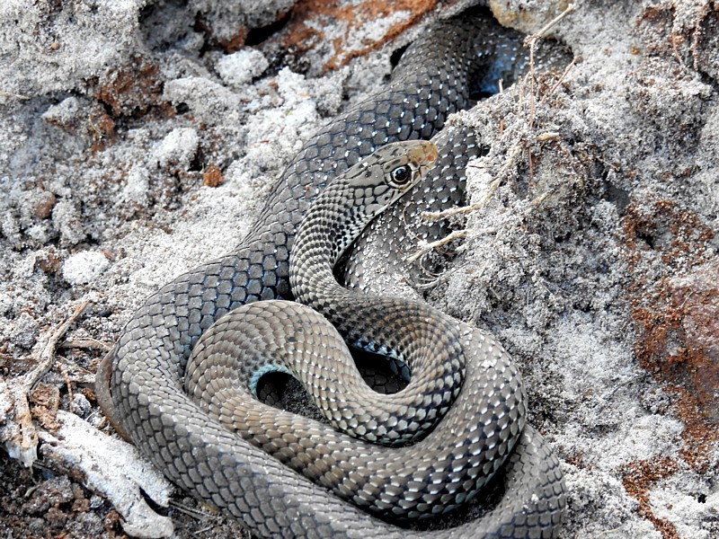 Lesser Black Whipsnake (Demansia vestigiata) - Snakes and Lizards