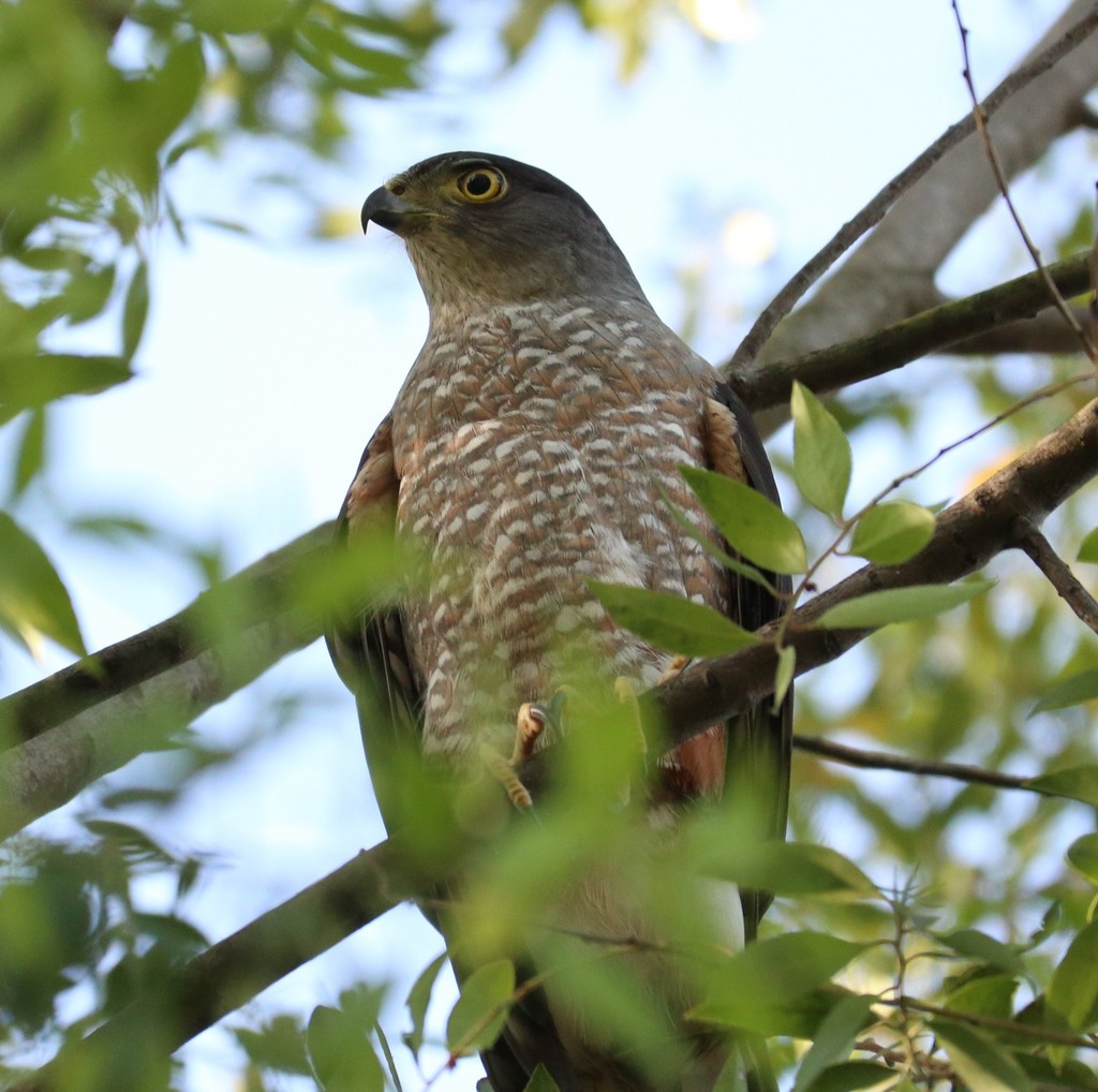Chilean Hawk (Accipiter chilensis) - Avian Discovery