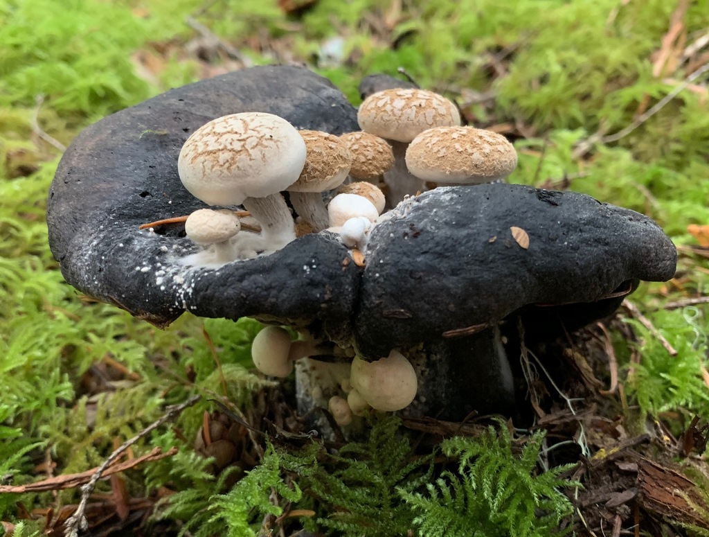 Powder Cap (Northwest Fungi Field Guide) · iNaturalist