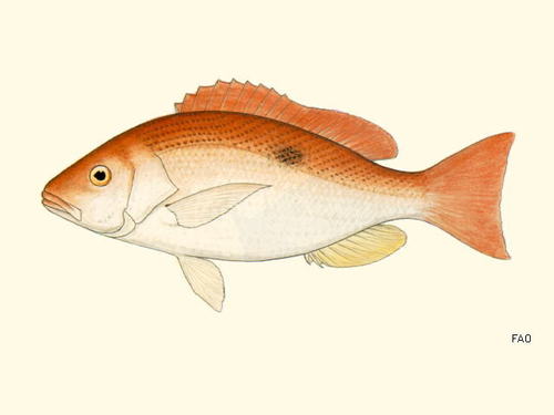 Spotted Rose Snapper (Fishes of the San Miguel lagoon) · iNaturalist