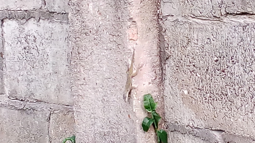 Bronze Anole from Chaguanas, Trinidad and Tobago on November 19, 2020 ...