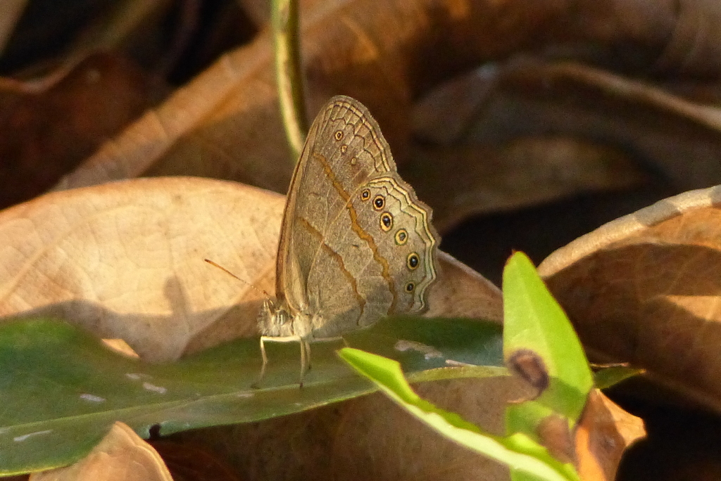 Poltys satyr from Zona rural de Paudalho - Pernambuco on October 15 ...