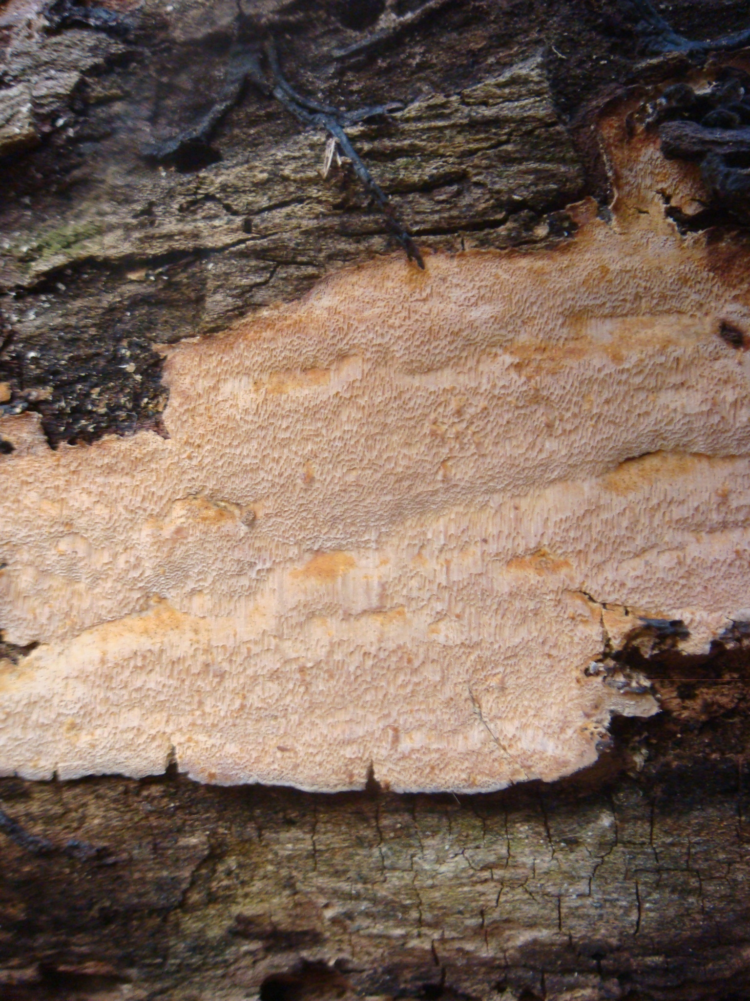 Perenniporia tenuis (Schwein.) Ryvarden