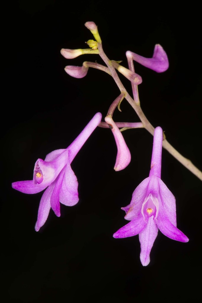 Anthogonium gracile in July 2017 by naresh_swami80. Terrestrial or ...