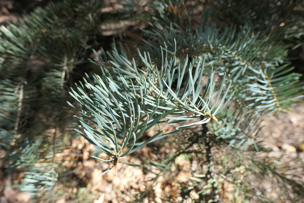 white fir from tree springs trailhead on October 20, 2020 at 05:21 PM ...
