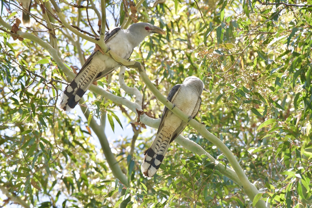 Channel-billed Cuckoo from University of Wollongong, Keiraville, NSW ...