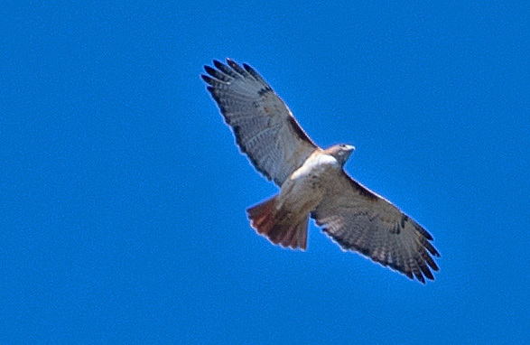 Red-tailed Hawk from Comal County, TX, USA on November 19, 2020 at 01: ...
