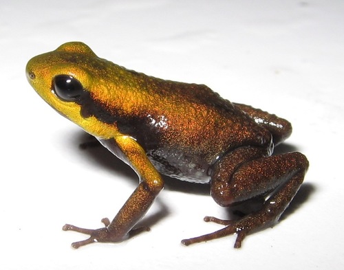 Ranitomeya tolimensis · iNaturalist Mexico