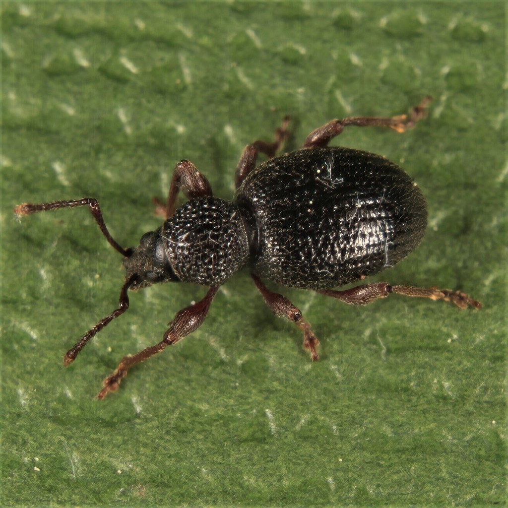 Strawberry Root Weevil from Grand Traverse County, MI, USA on June 21 ...