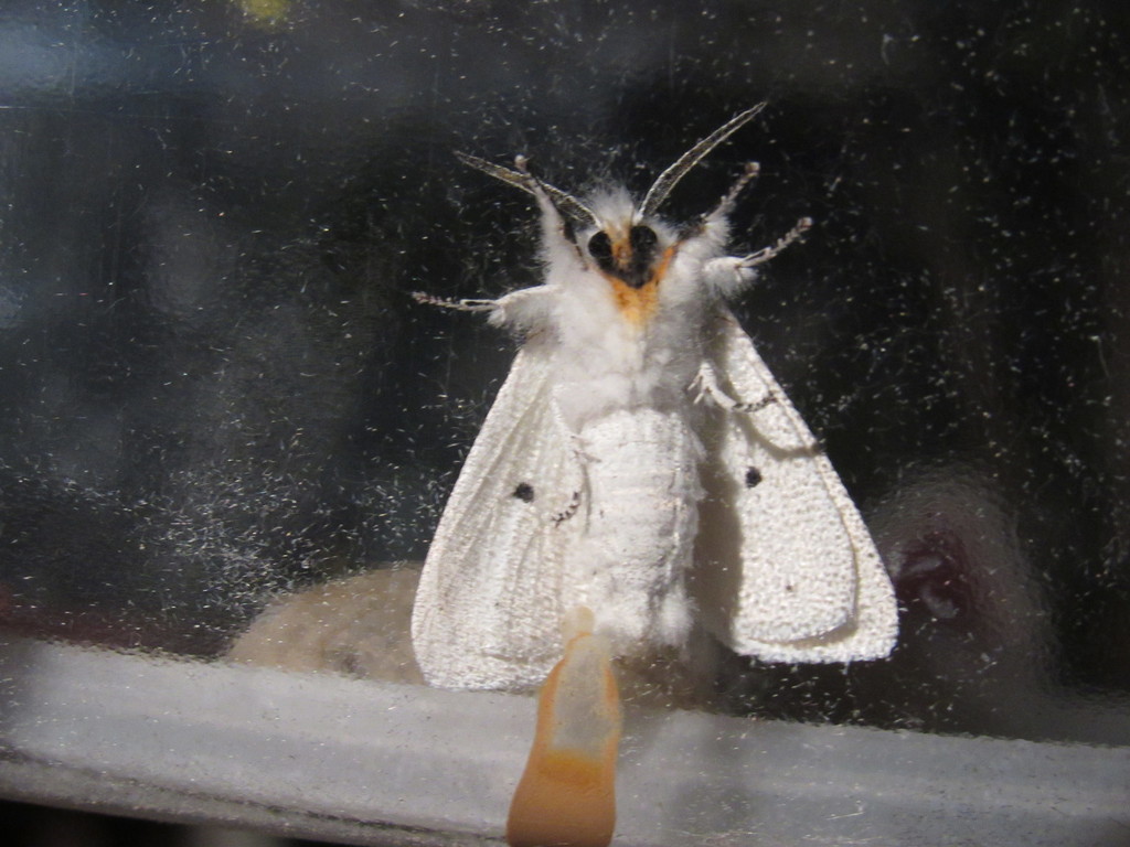 Virginian Tiger Moth from Henrietta, TX 76365, USA on September 5, 2017 ...