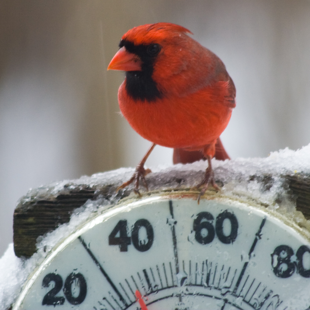 Northern Cardinal from Clinton, CT on December 21, 2008 at 11:00 AM by ...