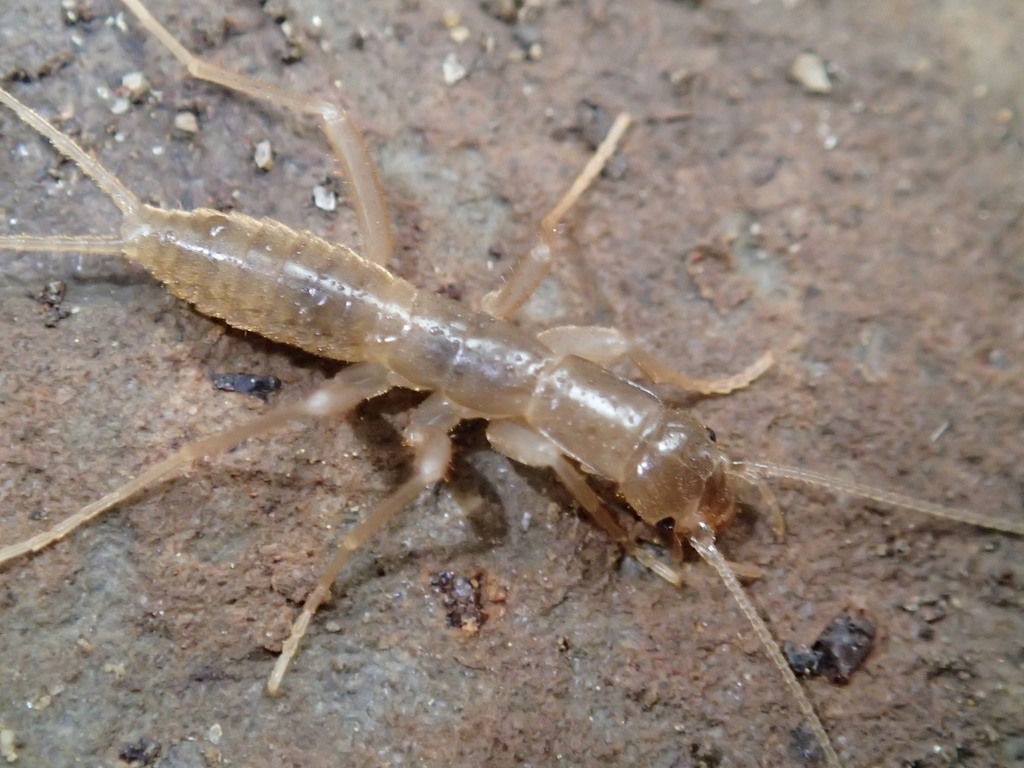 Grylloblattodea
