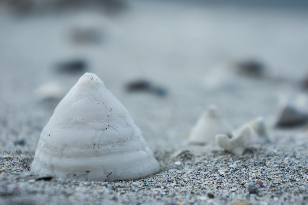 Whitecap Limpet from Cape Scott, Mount Waddington, British Columbia ...