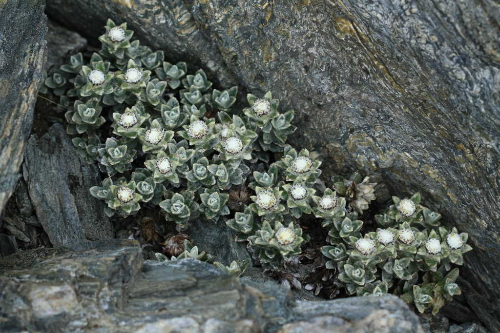 Haastia sinclairii sinclairii from Wye Creek 9371, New Zealand on ...