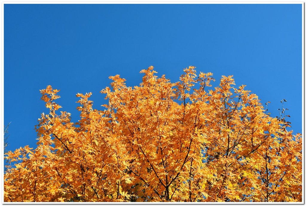 Service-tree (Cormus domestica) - Botanical Realm