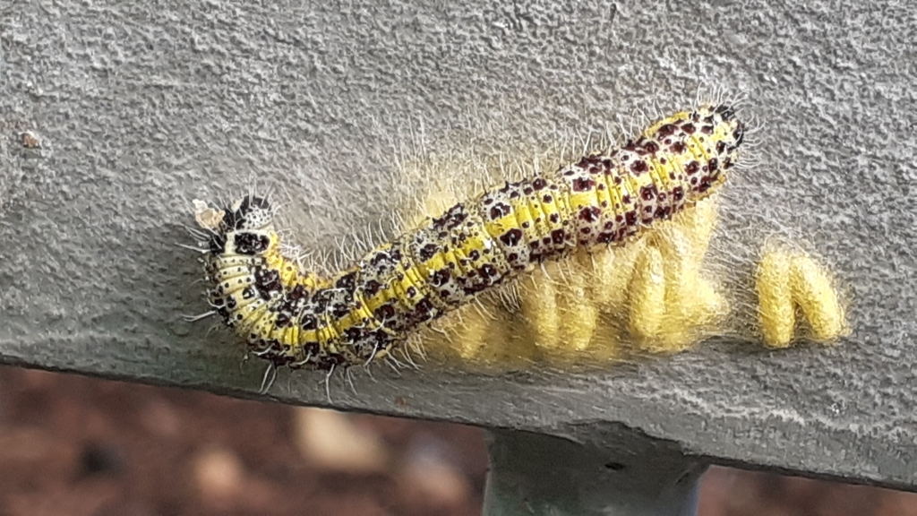Cabbage White Parasitoid Wasp from Bothasig, Cape Town, 7441, South ...