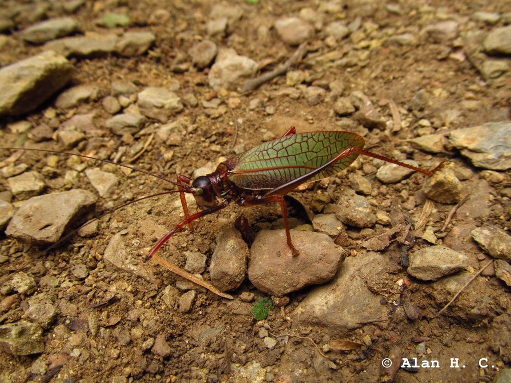 Esperanza (Insectos del Parque Chipinque) · BioDiversity4All