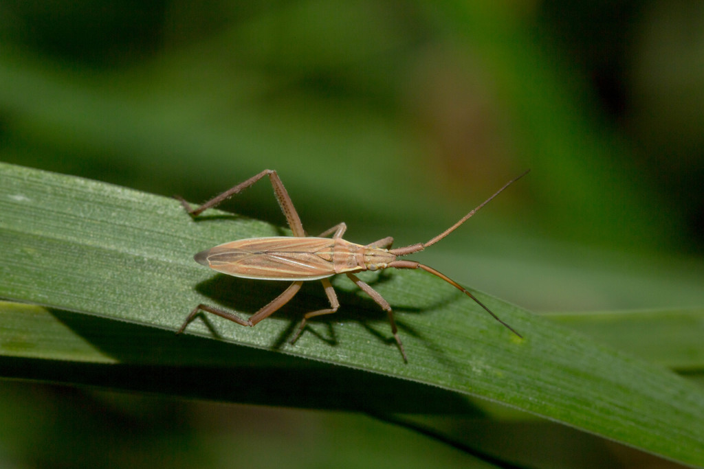 elongated grass bug from 76510 Saint-Aubin-le-Cauf, France on September ...