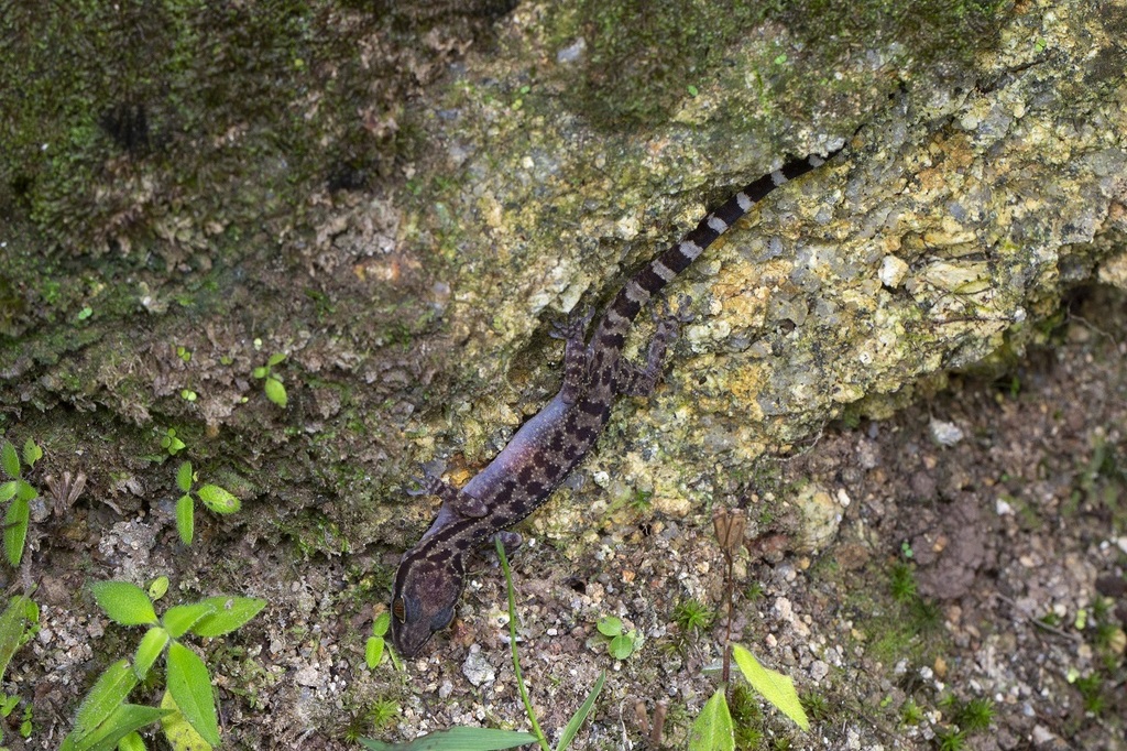 Four-striped Bent-toed Gecko from Fraser's Hill, Pahang, Malaysia on ...