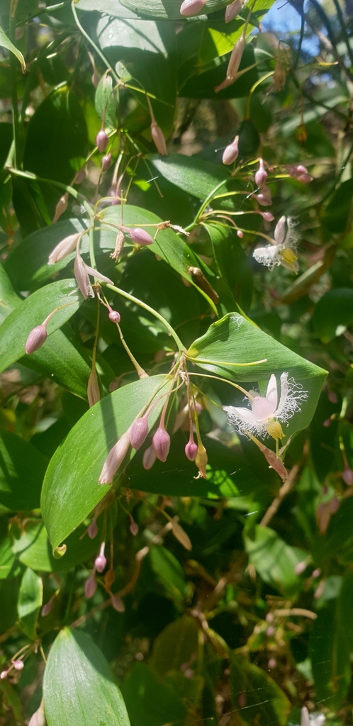 Wombat Berry from Meringo NSW 2537, Australia on November 19, 2020 at ...
