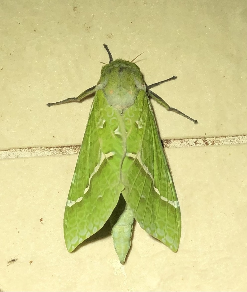 Puriri moth from Mangorei Road, Merrilands, Taranaki, NZ on November 20 ...