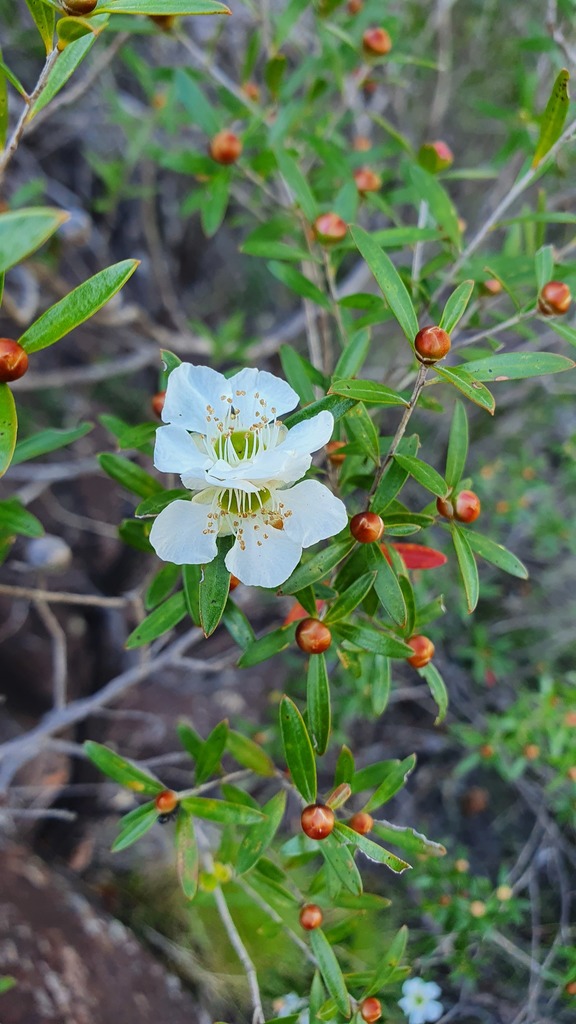 Tea Trees from Glass House Mountains QLD 4518, Australia on November 15 ...