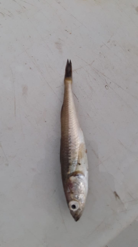 Mote Sculpin (Normanichthys crockeri) - Marine Life Identification