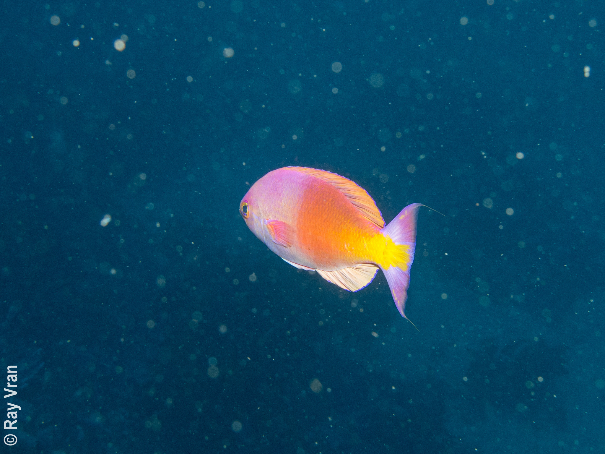 Callanthias Lowe, 1839