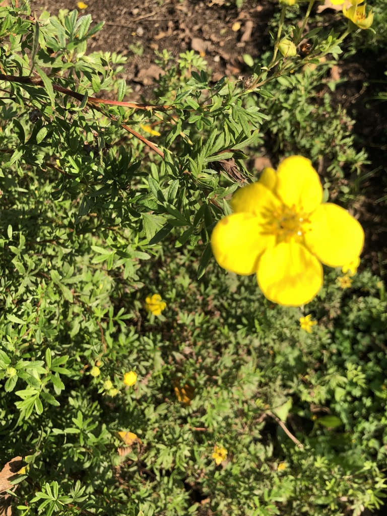 shrubby cinquefoil from Halifax, NS, Canada on September 27, 2020 at 03 ...