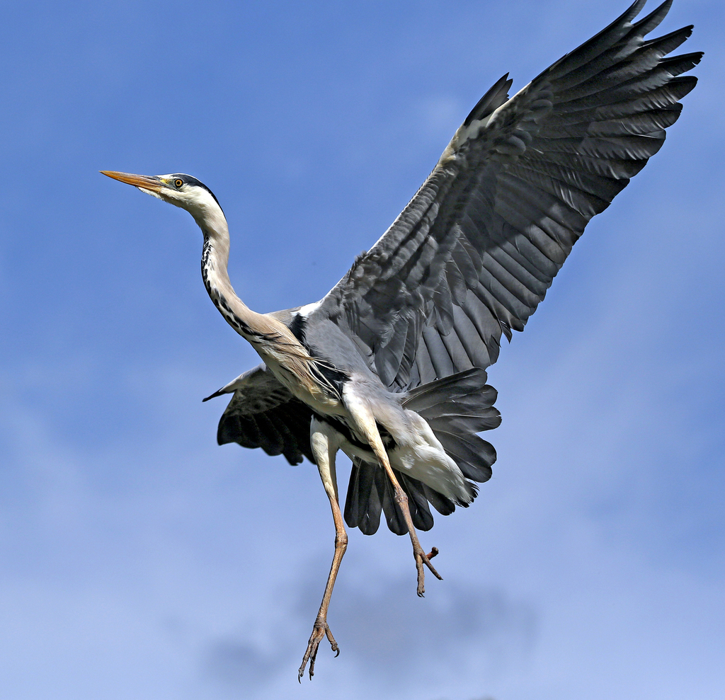 Grey Heron (Birds of Montserrat) · iNaturalist
