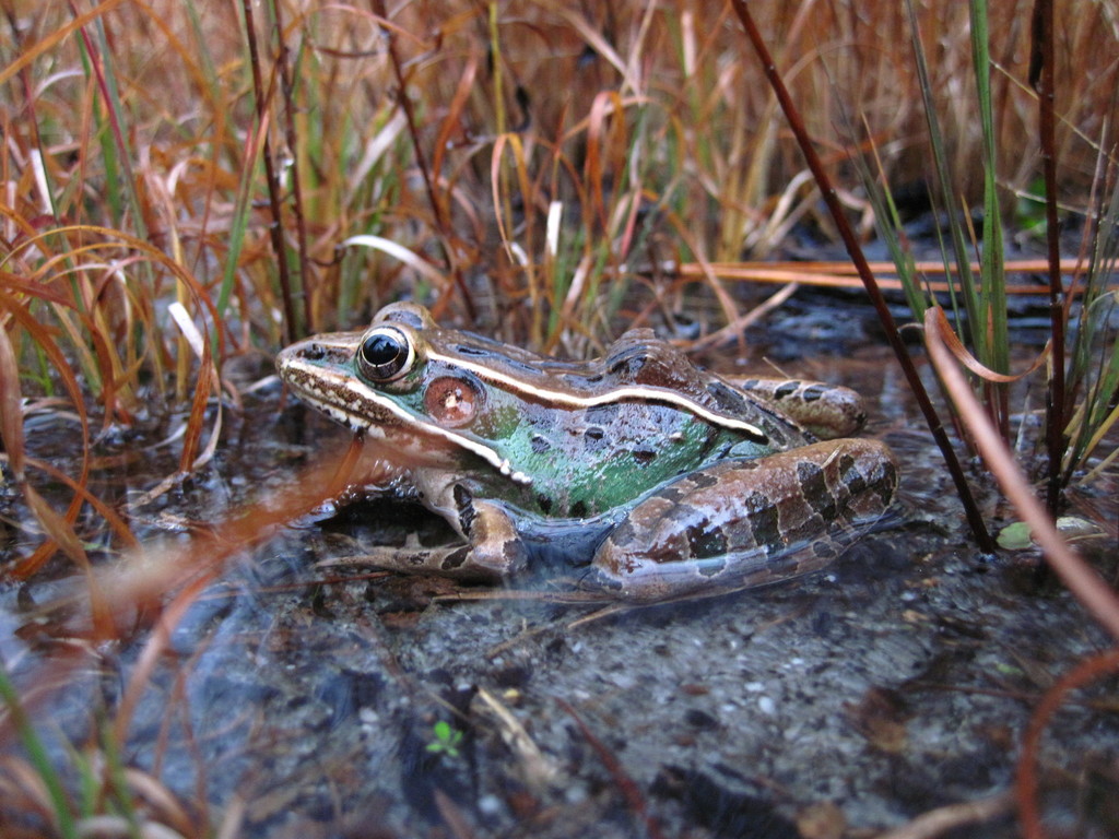 Southern Leopard Frog from Scotland County, NC, USA on December 17 ...