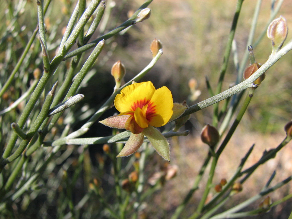 Jacksonia rhadinoclona from Queensland, Australia on August 16, 2008 at ...