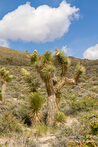 Western Joshua Tree from Death Valley National Park, Inyo, California ...
