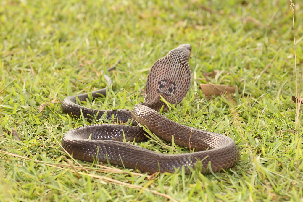 Monocellate Cobra from Digboi, Assam 786171, India on August 7, 2012 at ...