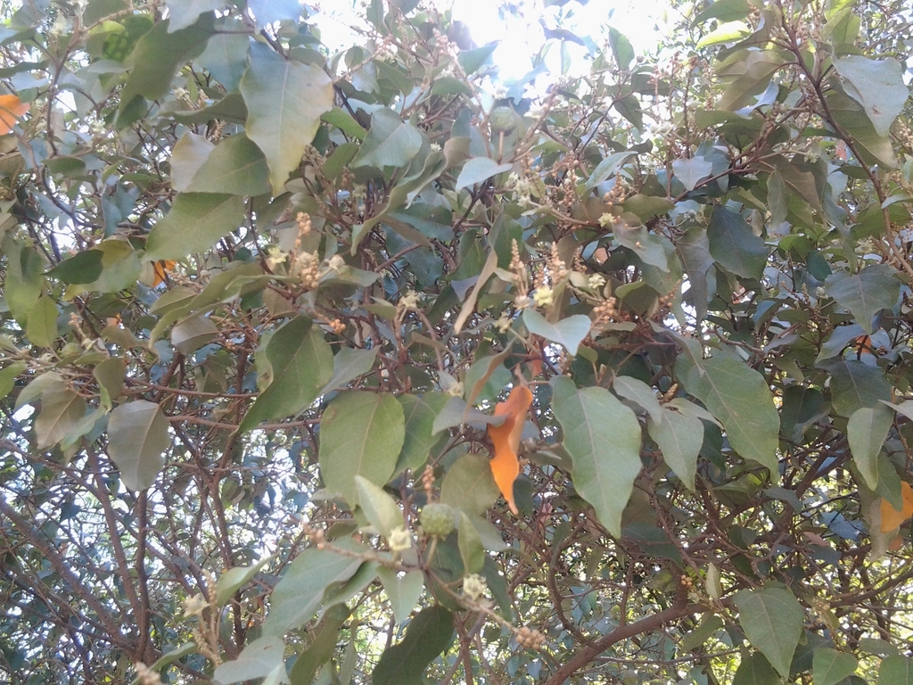 Croton niveus from Victoria, MX-TM, MX on August 13, 2014 at 12:08 PM ...